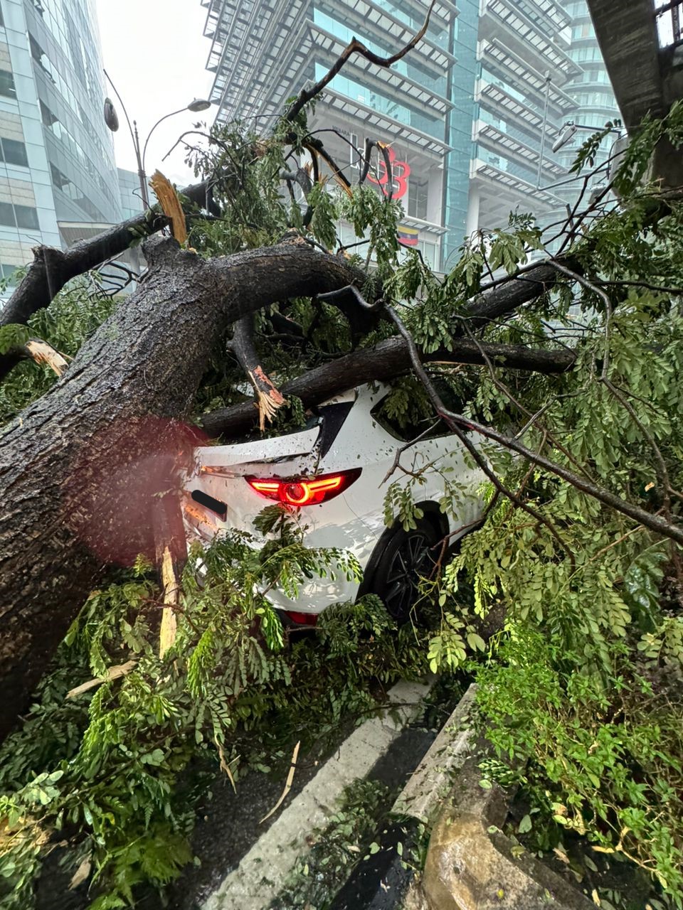 Allianz General reminds drivers to add-on Special Perils amidst tree ...